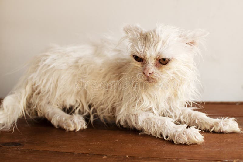 Lelijk nat katje stock afbeelding. Image of katje, lelijk - 33385925