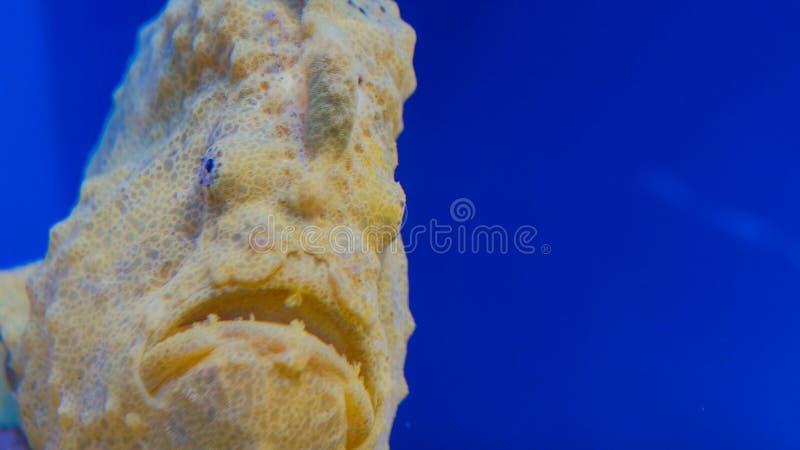 Lelijke vissen stock afbeelding. Image of geheimzinnig - 5296319