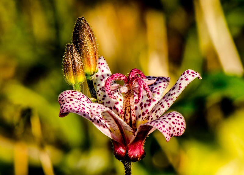 Lely flowers stock photo. Image of garden, lilly, nature - 78459452
