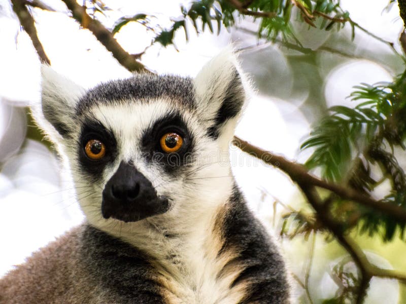 Close Up of Lemar Monkey Sitting in Tree Stock Photo - Image of ...