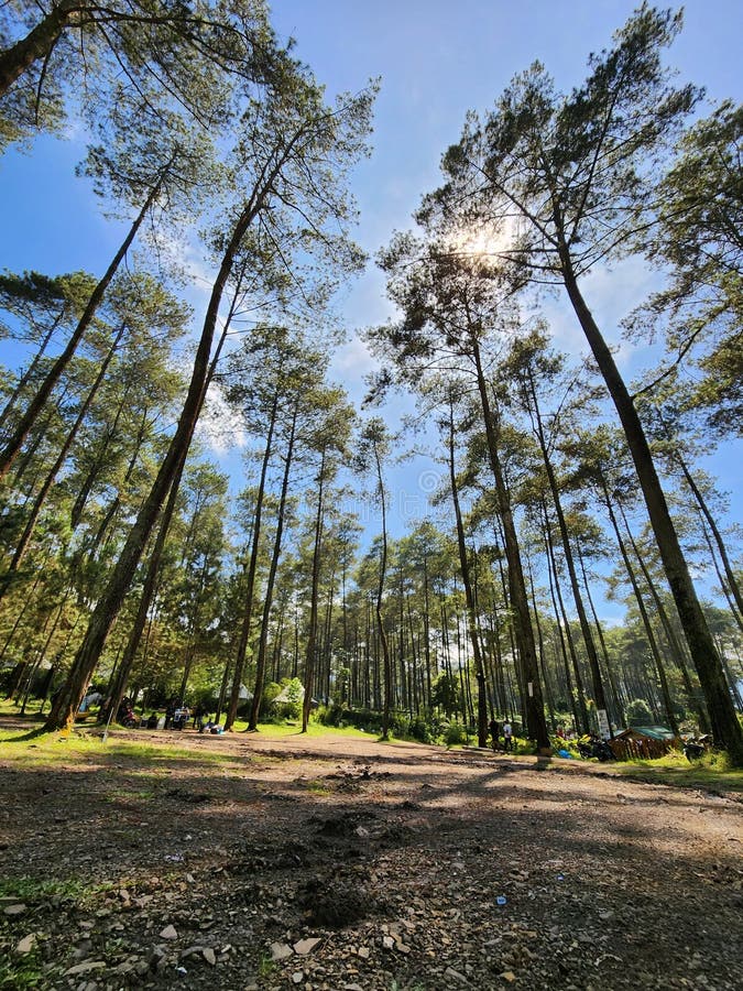 Lembang Bandung Indonesia stock photo. Image of plant - 261830330