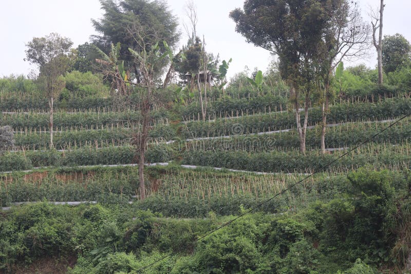 Hut between Vegetable Fields on the Hillside of Lembang in the Morning ...