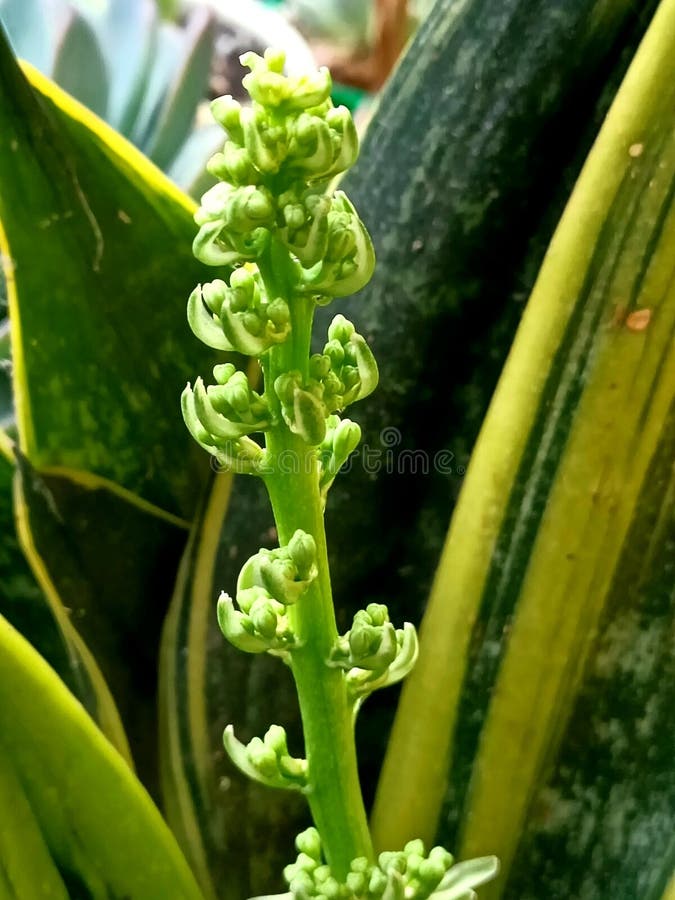 Towering Sansevieria Flowers Stock Photos - Free & Royalty-Free Stock ...
