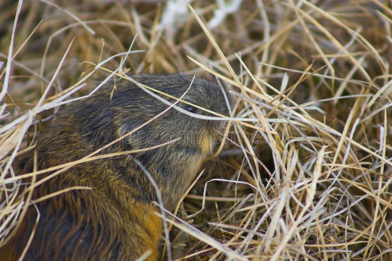Leming imagen de archivo. Imagen de roedor, leming, escandinavia - 42986581