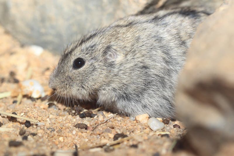 Lemingue foto de stock. Imagem de vista, comer, humor - 33241240