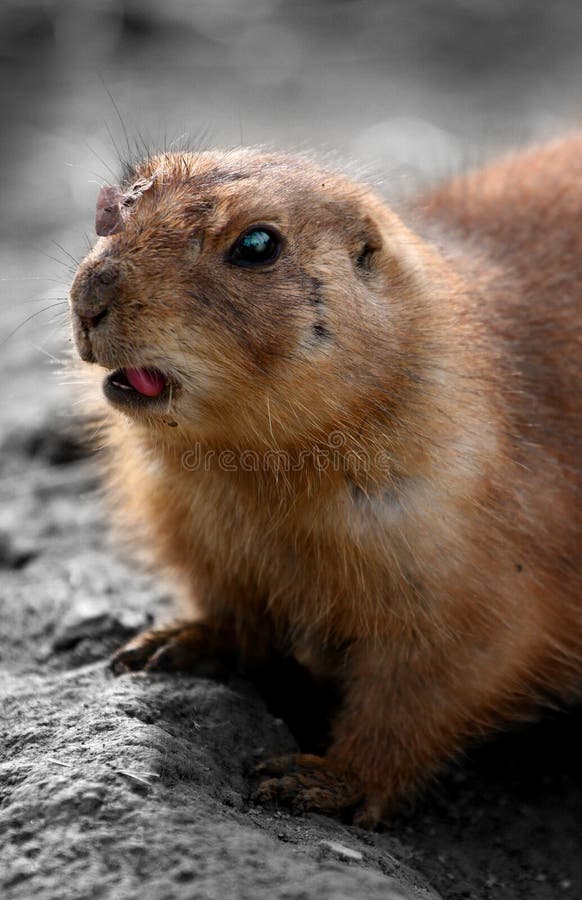 Lemming stock photo. Image of gripping, snout, full, mammal - 16945864
