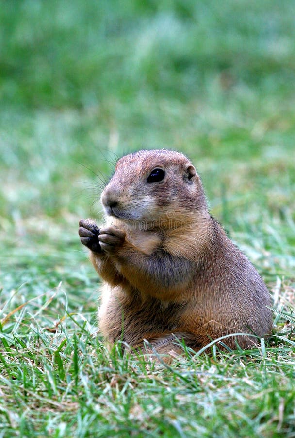 Lemming stock image. Image of feeding, composition, eating - 18370909
