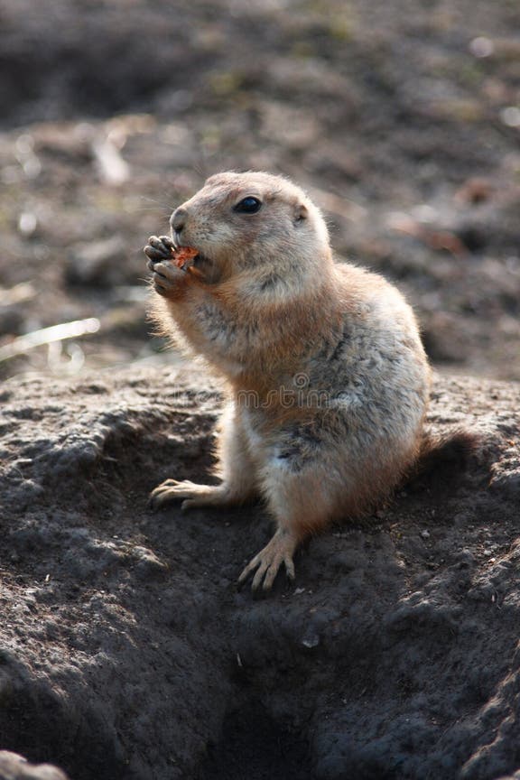 Lemming stock photo. Image of eating, hole, focus, humor - 22701058