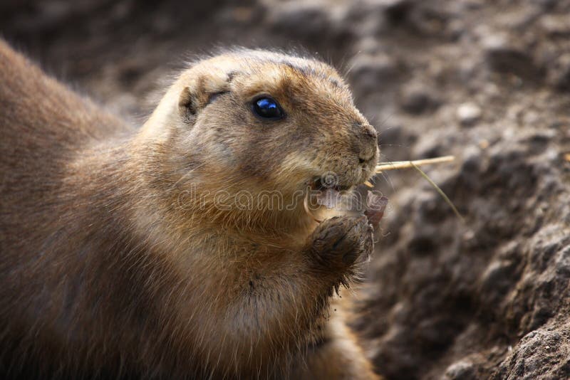 Lemming stock image. Image of sandy, nose, foreground - 22701123