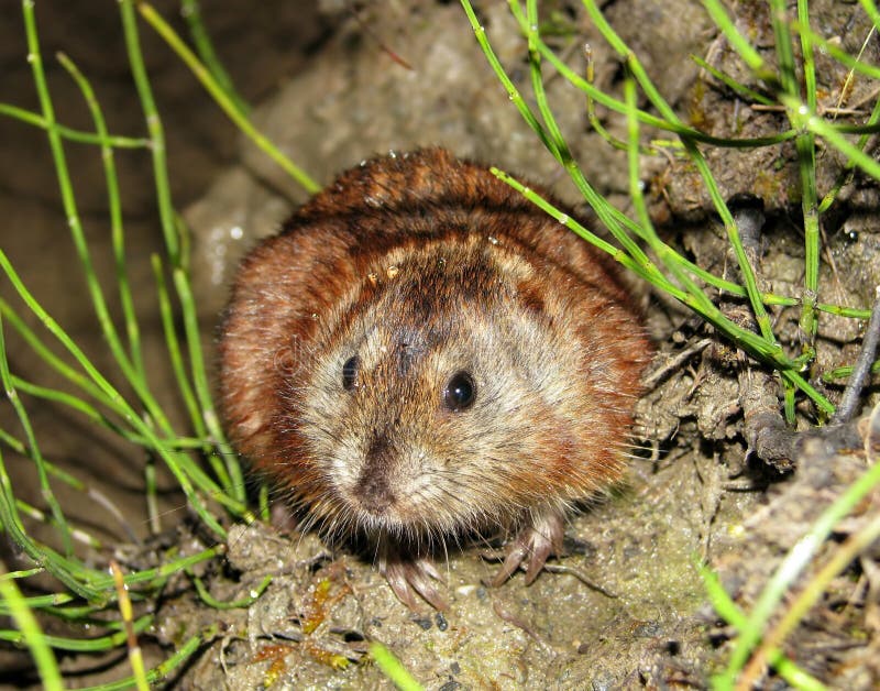 191 Photos de Lemming - Photos de stock gratuites et libres de droits ...
