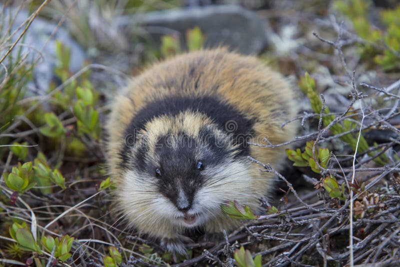Lemming stock image. Image of areas, wildlife, found - 42702447