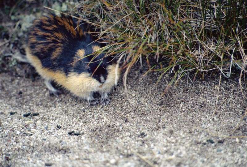 Lemming stock image. Image of sandy, nose, foreground - 22701123