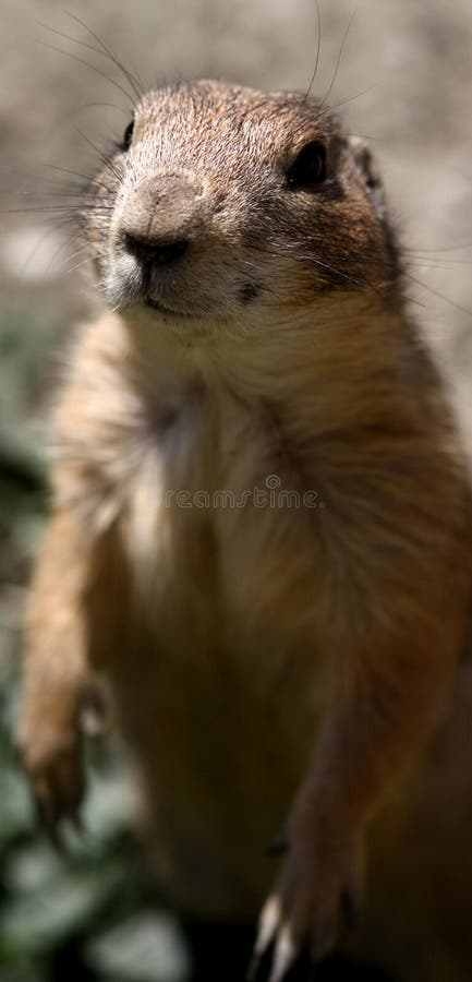 Lemming stock photo. Image of gripping, snout, full, mammal - 16945864