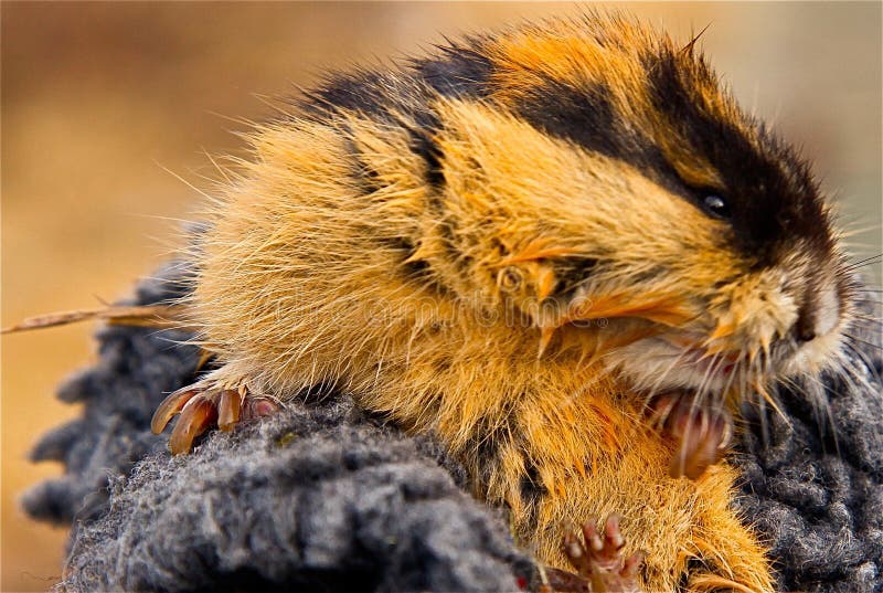 Lemming stock image. Image of feeding, composition, eating - 18370909