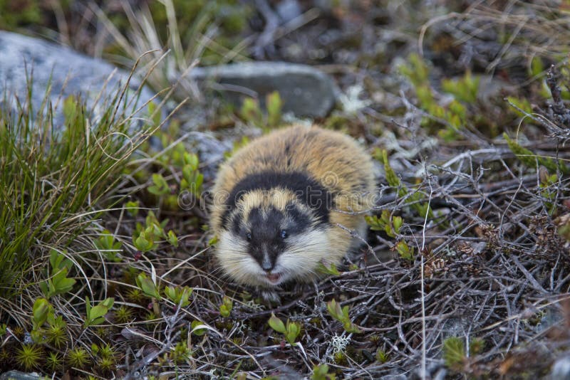 168 Lemmingen Stock Photos - Free & Royalty-Free Stock Foton från ...