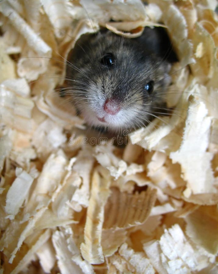 168 Lemmingen Stock Photos - Free & Royalty-Free Stock Foton från ...