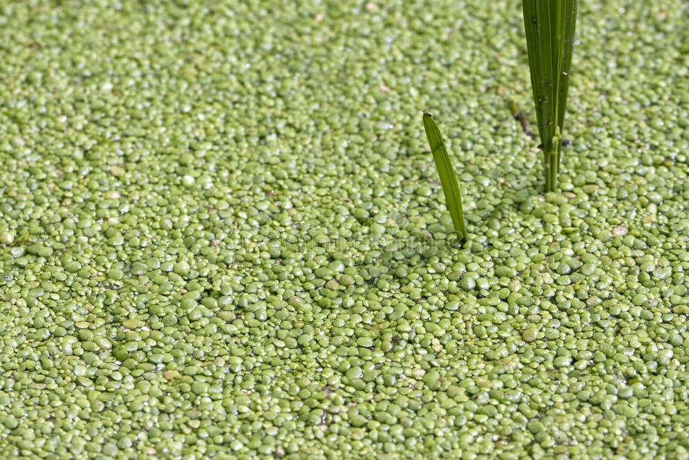 Lemna stock image. Image of crop, seed, planting, nature - 12094145