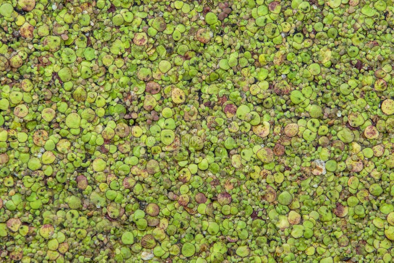 Lemna Duckweed on Water Surface Stock Photo - Image of nature, floral ...