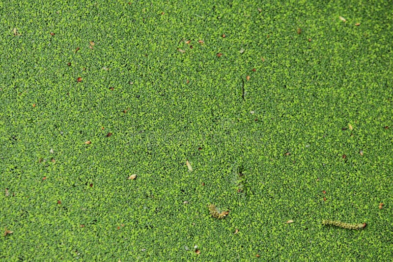 Lemna stock image. Image of lemna, duckweed, background - 53003653