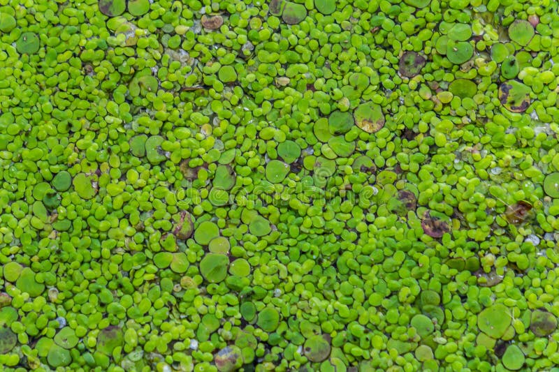 Lemna Minor, the Common Duckweed or Lesser Duckweed Stock Photo - Image ...