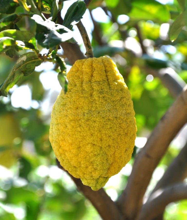 Big Lemon Fruit Stock Photos - Download 2,298 Royalty Free Photos