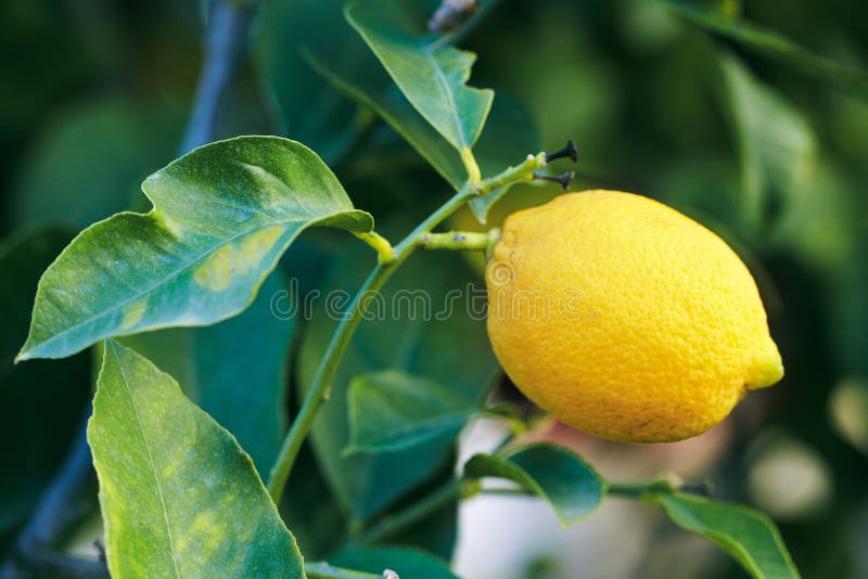 Solo Lemon Hanging from Tree Stock Photo - Image of growing, fruit: 2094888