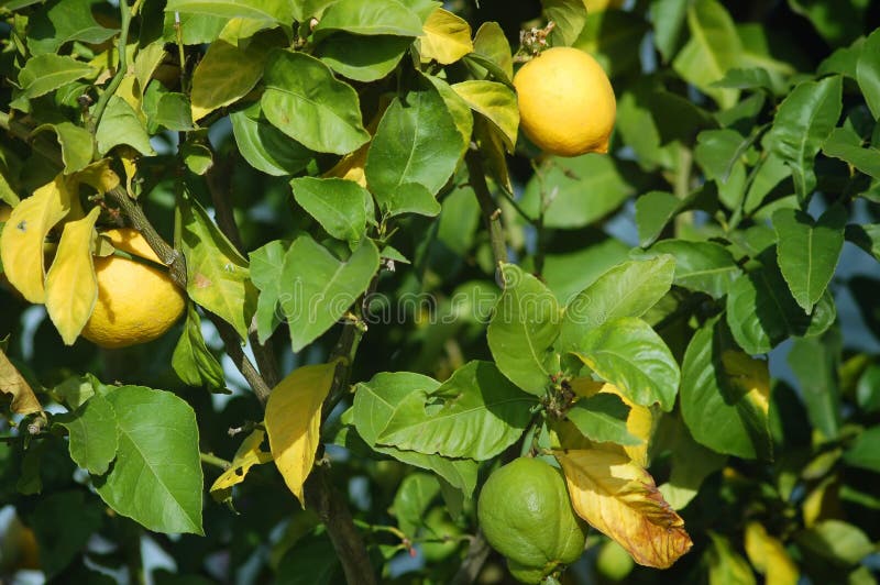 Lemon crop stock image. Image of tree, mediterranean, lemon - 454585