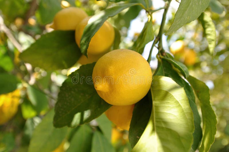 Lemon fall stock photo. Image of fall, gravity, bubble - 477646