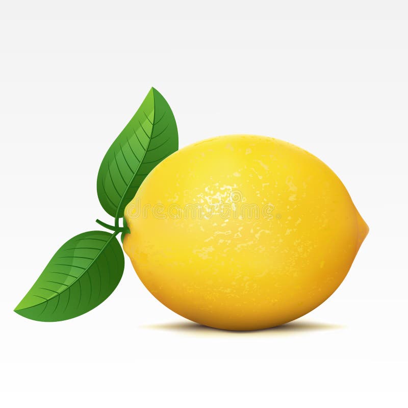 Lemon stock illustration. Illustration of lemon, beautiful - 17839836