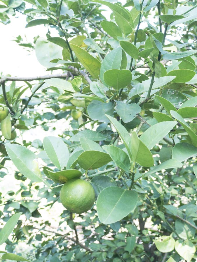 Lemon stock photo. Image of tree, lemon, acid, fruit - 92733516