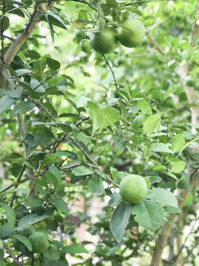 Lemon stock photo. Image of fruit, acid, branch, plant - 92742336