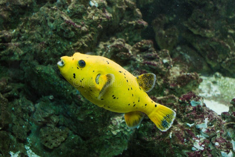 Lemon Arothron yellow fish stock photo. Image of animal - 125453354