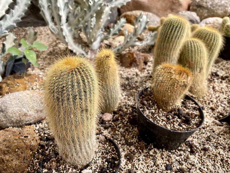 Lemon Ball Cactus in Cactus Garden Stock Image - Image of grass ...