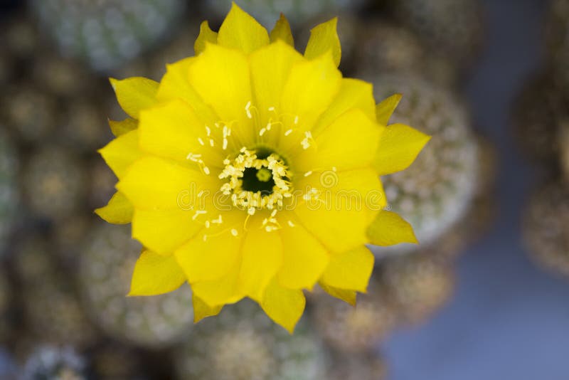 Lemon Ball Cactus, Golden Ball Cactus and Yellow Tower Cactus Stock ...