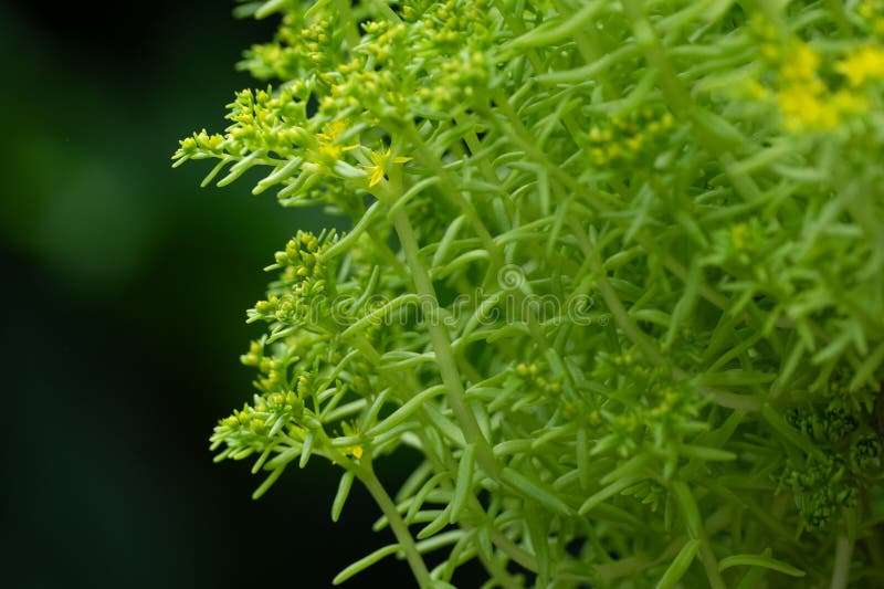 Lemon Ball Sedum Macro View with Negative Space for Copy Stock Photo ...