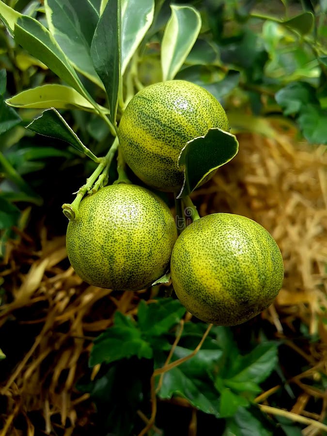 Lemon Ball Succulent Plant Sedum Rupestre Stock Image - Image of bushy ...