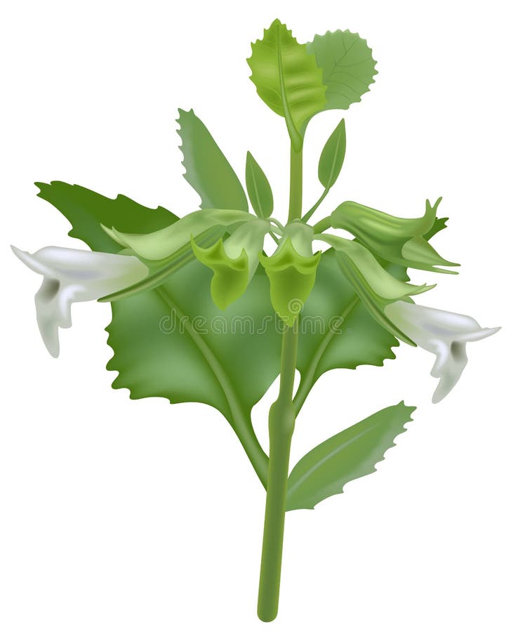 Lemon Balm Phrase with Golden Gradient Color Stock Vector ...