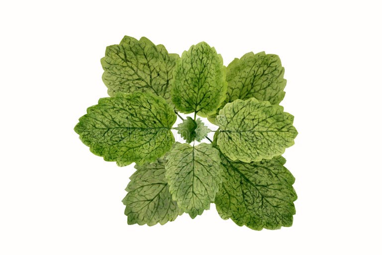 Lemon Balm Stock Illustrations – 2,155 Lemon Balm Stock Illustrations ...