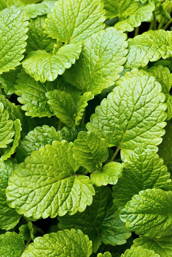 Lemon Balm (balm, Common Balm, or Balm Mint) Stock Photo - Image of ...