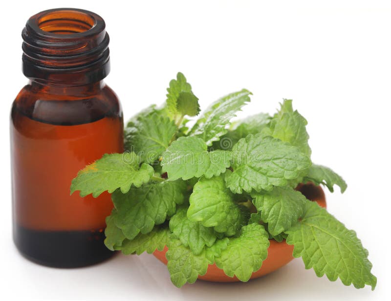 Lemon Balm with Essential Oil in a Bottle Stock Image - Image of ...