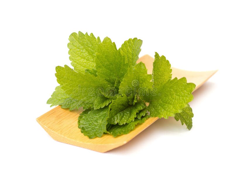 Lemon balm stock image. Image of herb, medicine, aromatic - 70776871
