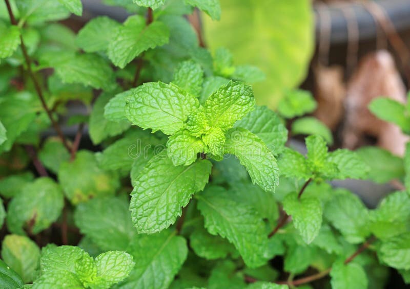 Lemon balm in the garden stock photo. Image of focus - 156363228