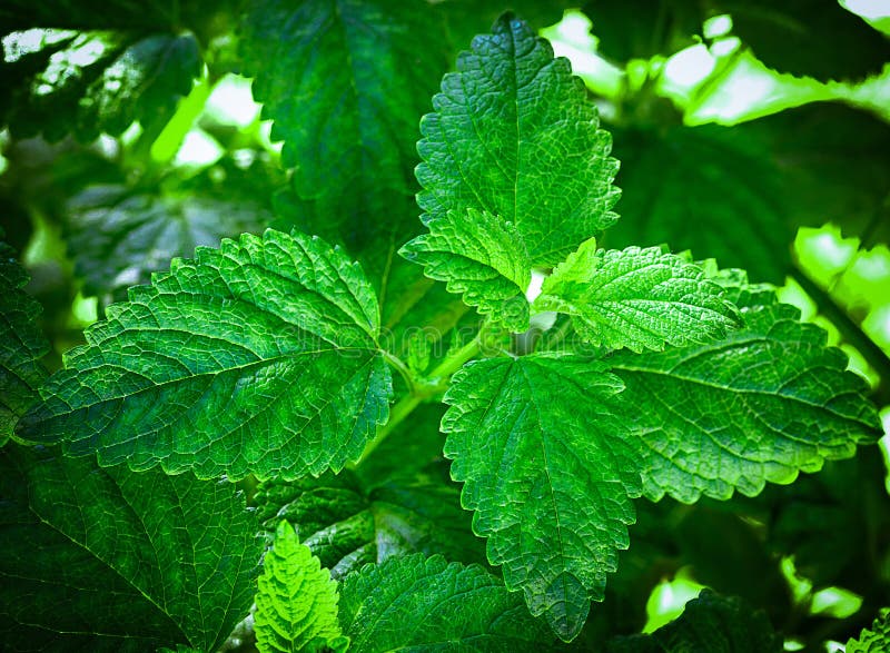 Lemon balm in the garden stock photo. Image of garden - 148392998