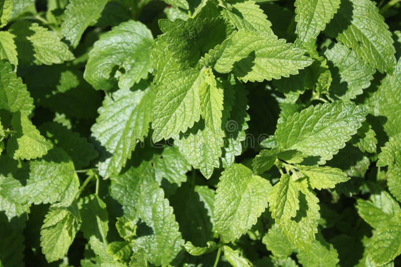 Lemon balm in the garden stock photo. Image of gardening - 149572776