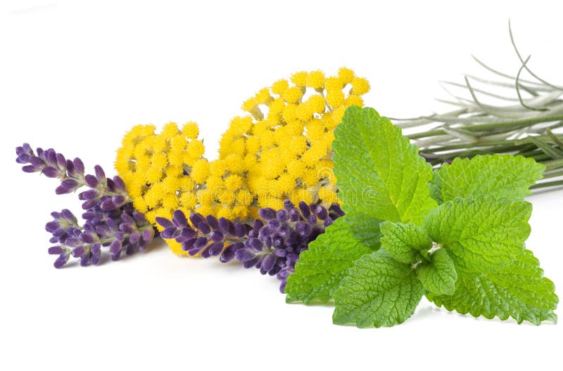 Lemon Balm Lavender and Helichrysum Flowers Stock Image - Image of ...