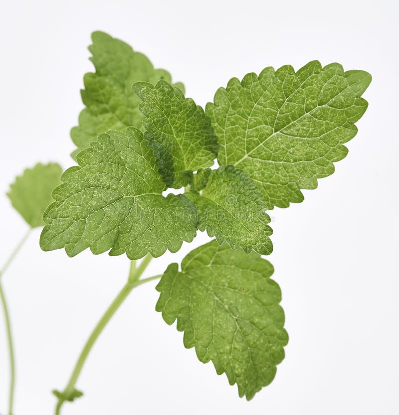 Lemon Balm Leaves stock photo. Image of balm, digestive - 49821056