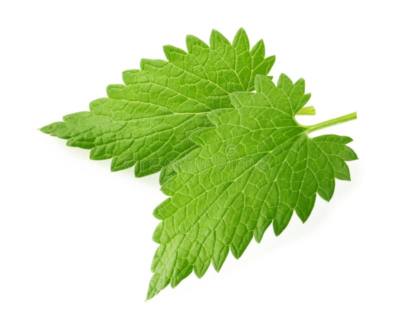Lemon Balm Melissa Leaf Isolated on White Stock Photo - Image of ...