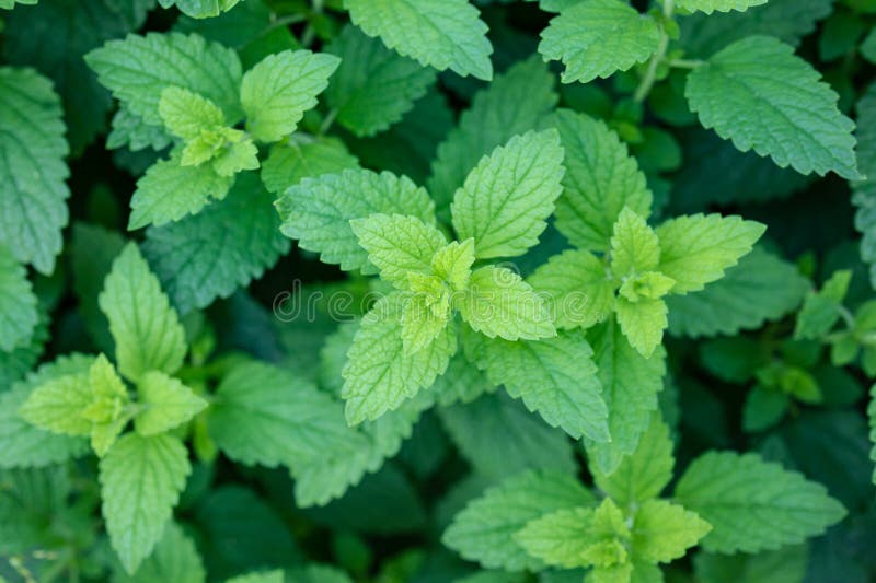 Lemon Balm Green Plants Closeup Stock Photo - Image of spring, herbal ...