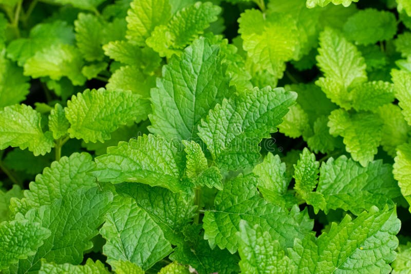 Lemon balm trees stock photo. Image of leafage, garden - 220291918