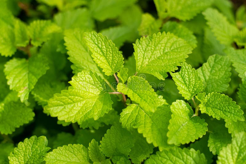 Lemon balm trees stock photo. Image of leafage, garden - 220291918